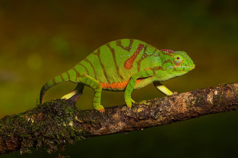 Moorbad-Füße – Madagaskar – Paradies für Fortgeschrittene